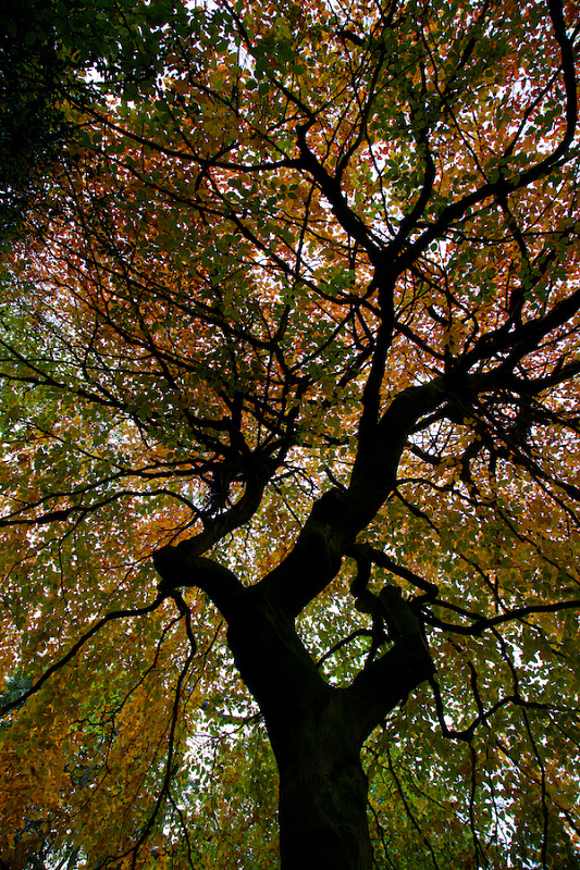 Autum Tree | redditchrascal | Blipfoto
