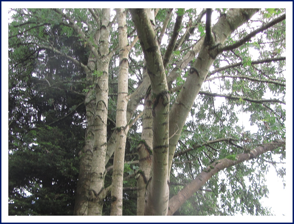 Tall Ash Trees. | Grace55 | Blipfoto