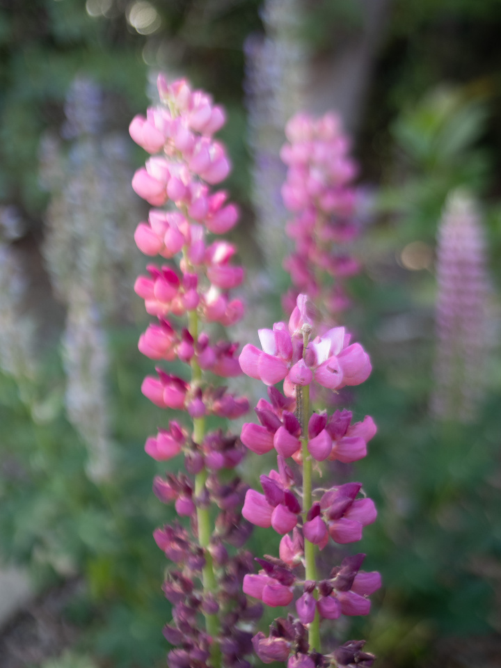 Flowers and TT Results | isbi | Blipfoto