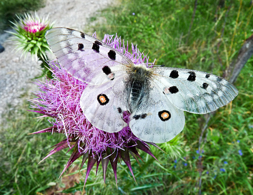 Apollo butterfly | walkingMarj | Blipfoto