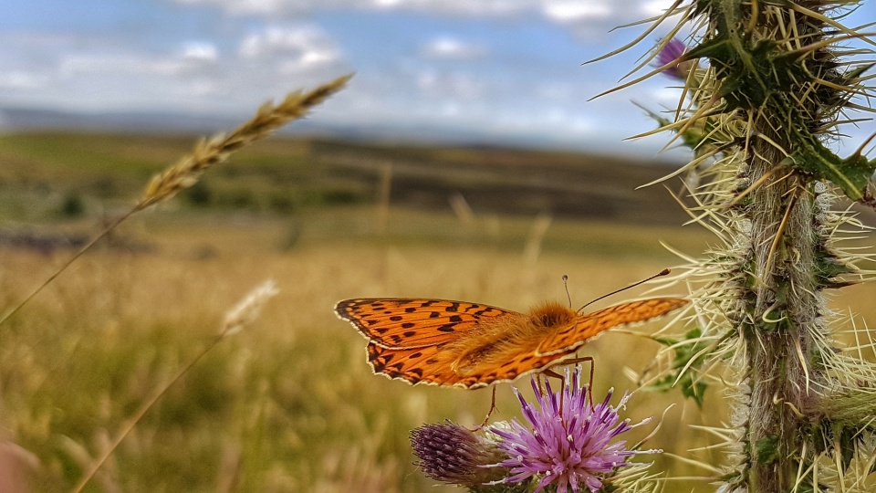 Fluttering, frittering & fritillaries | intothehills | Blipfoto