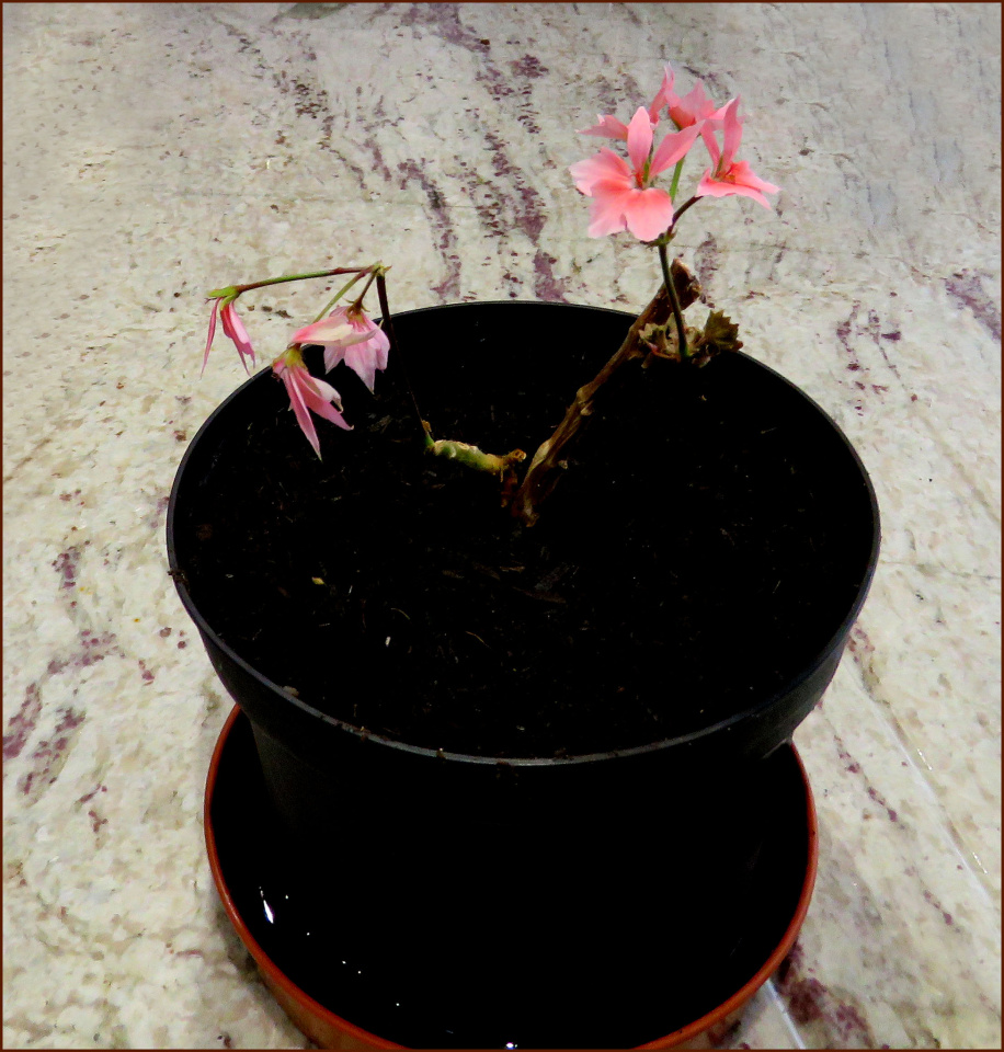 Potted Pink Hydrangea! | Rosemarie55 | Blipfoto