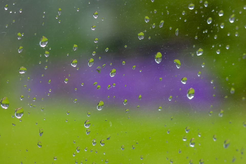 Rain, Rain, Go Away....... | Bom | Blipfoto