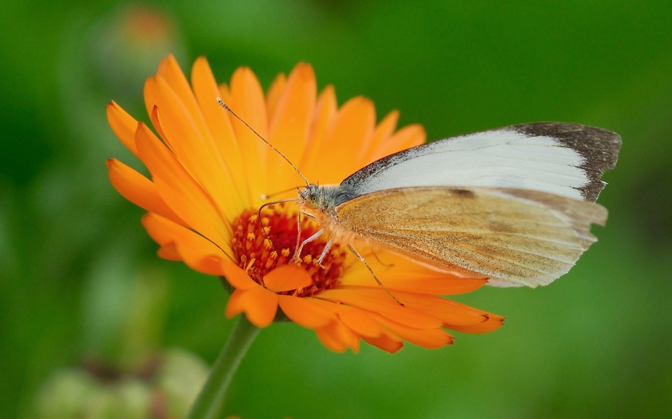 Daisy, daisy, give me your... | rmeinz | Blipfoto