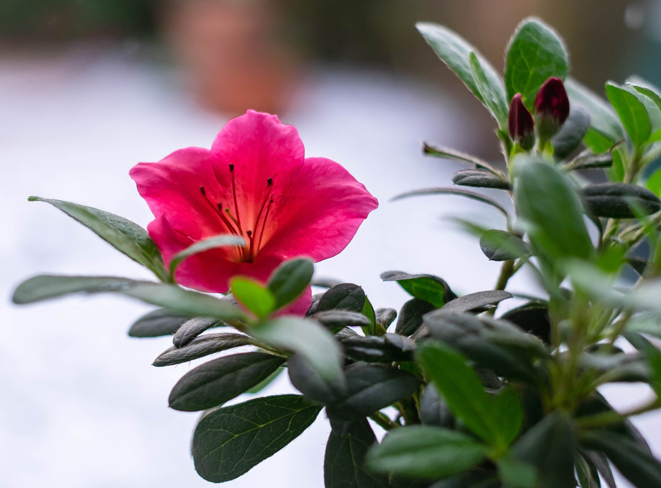 Miniature Azalea | john39 | Blipfoto