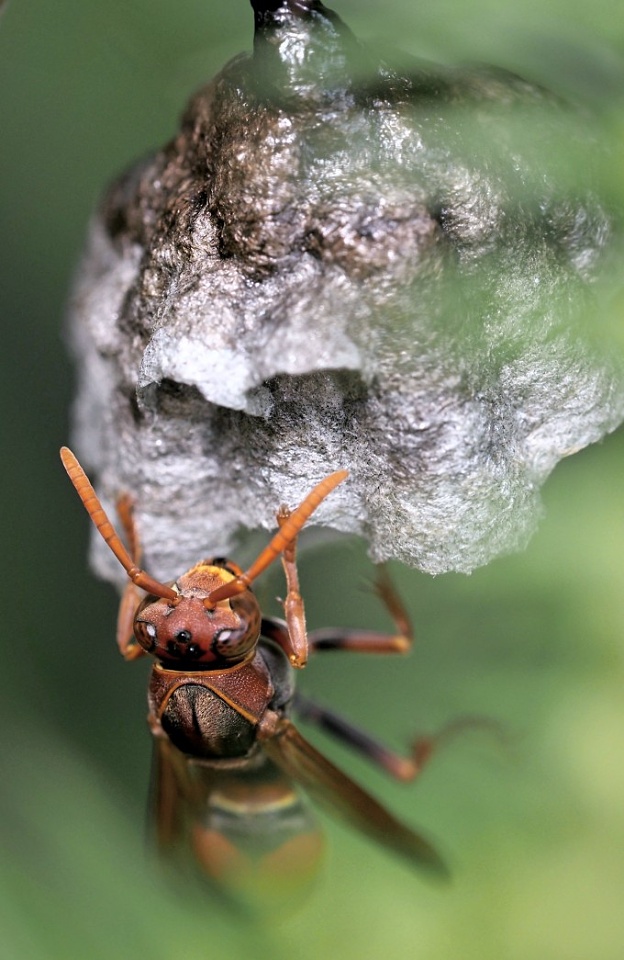 Australian paper wasp | AnnieBelle | Blipfoto