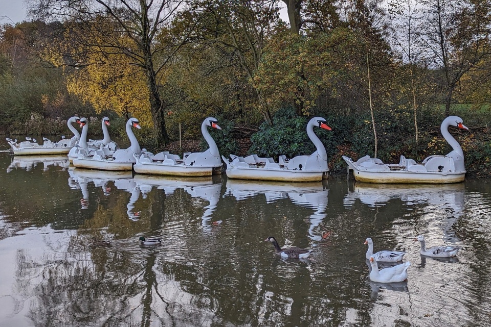Giant swans at Cannon Hall... | 60plus11 | Blipfoto