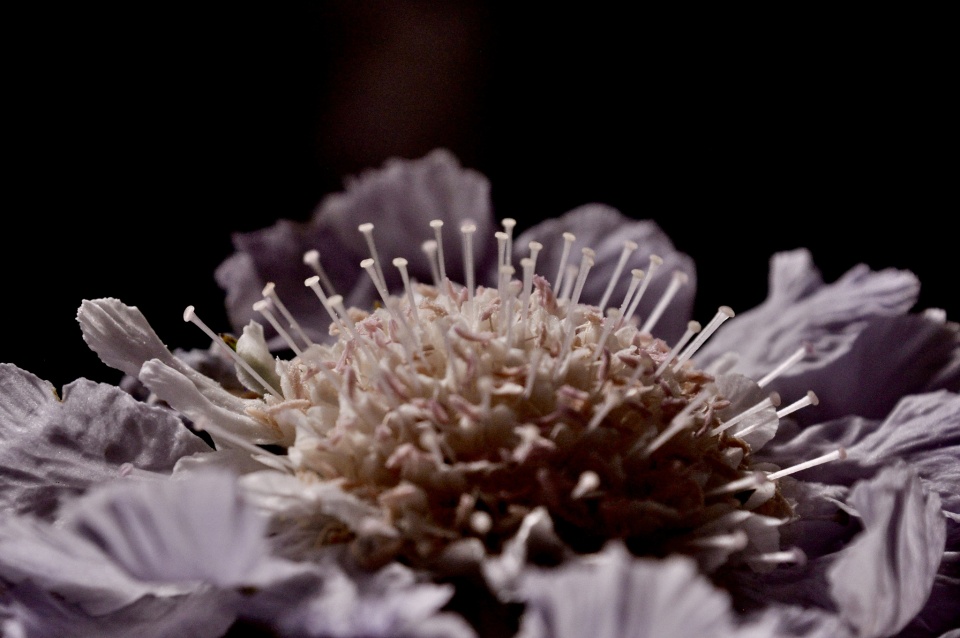 Pins | Ingeborg | Blipfoto