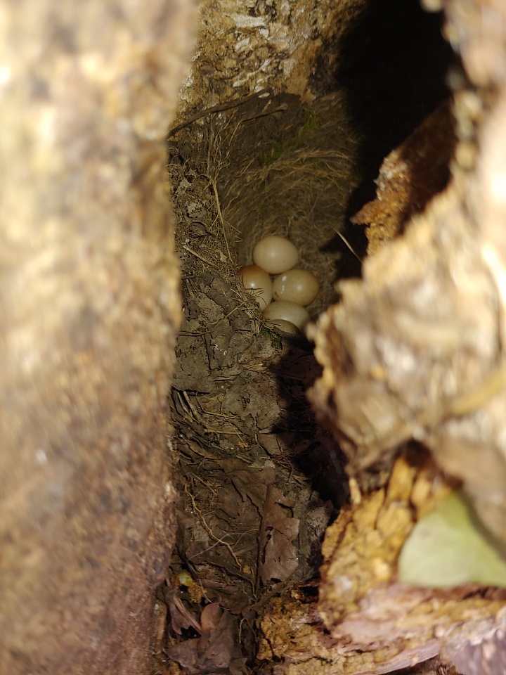 Hidden nest | Ferjen | Blipfoto