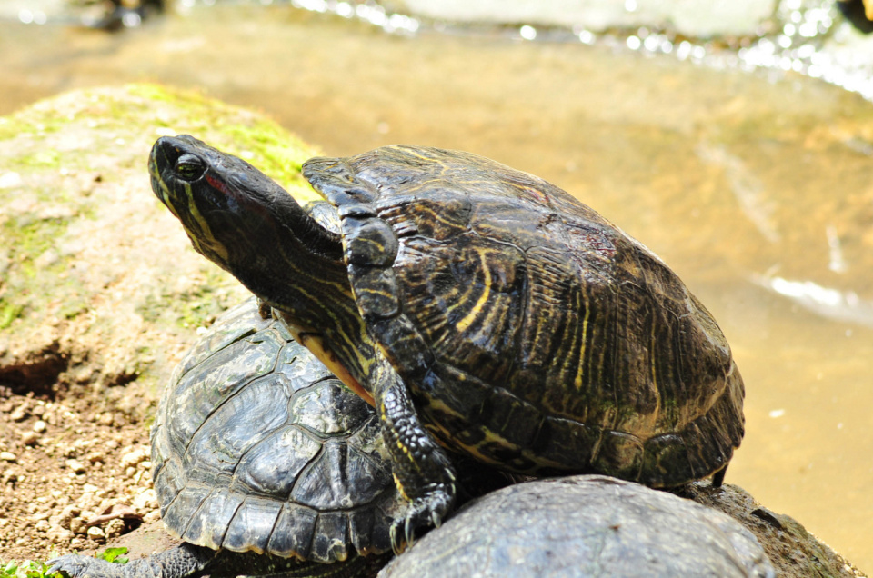 Turtle.. | Chocolatelover | Blipfoto