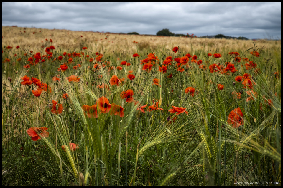 Poppies ... | RobinDown | Blipfoto