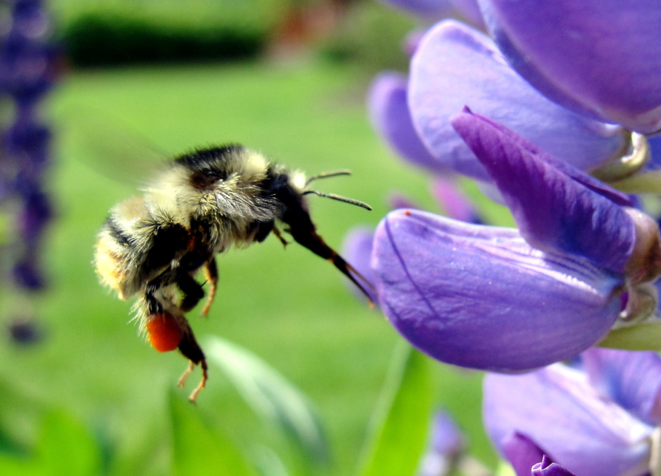 Bumbling | Geebliping | Blipfoto