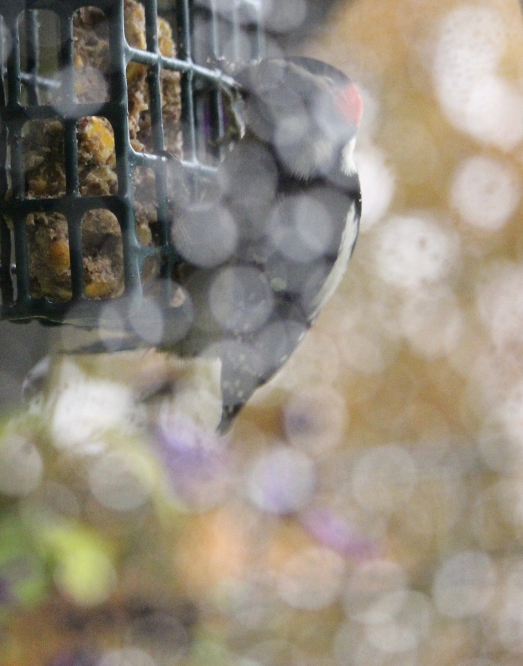 Rain Rain... | loisbiz | Blipfoto