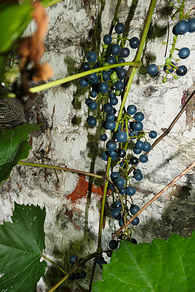 GUERRILLA GRAPES | Ogatodomar | Blipfoto