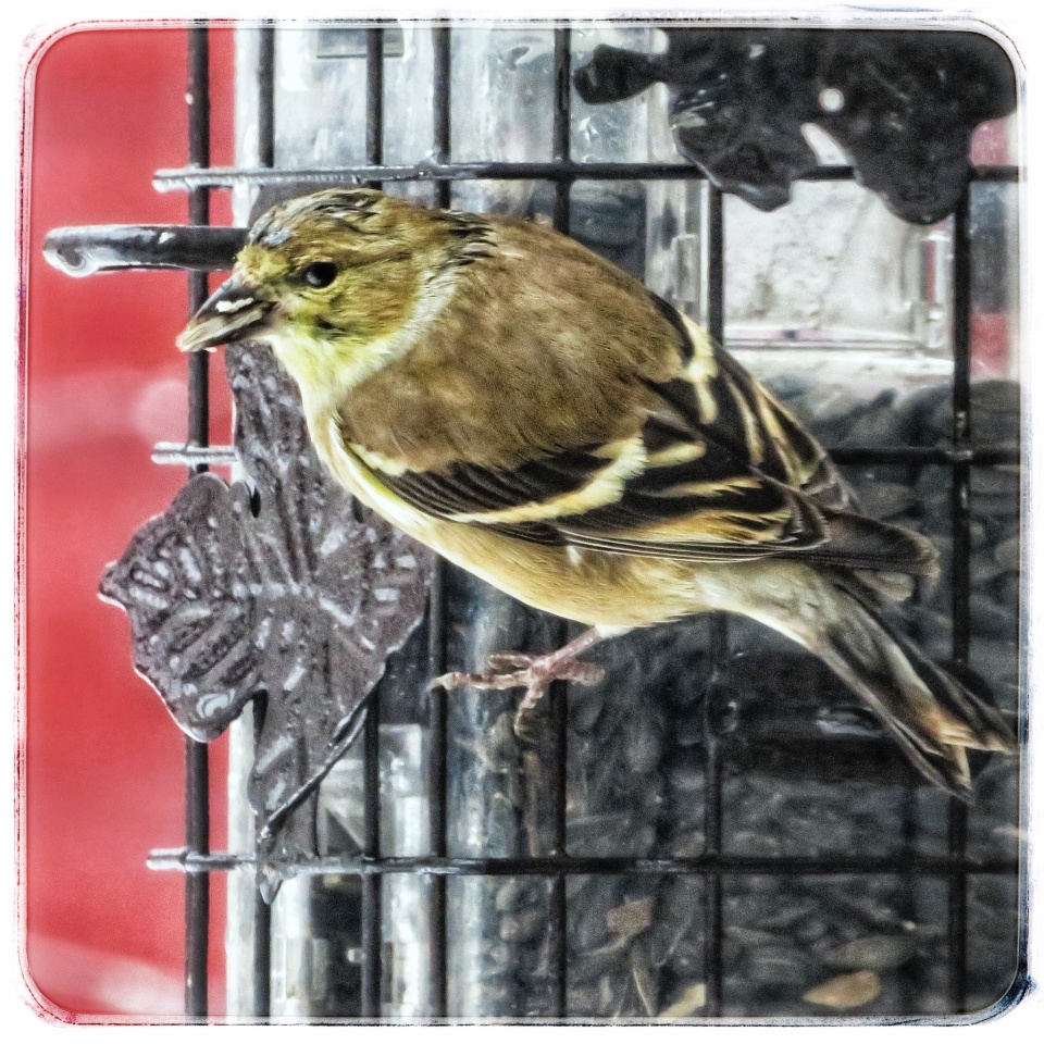Momma Goldfinch | Memories4Me | Blipfoto