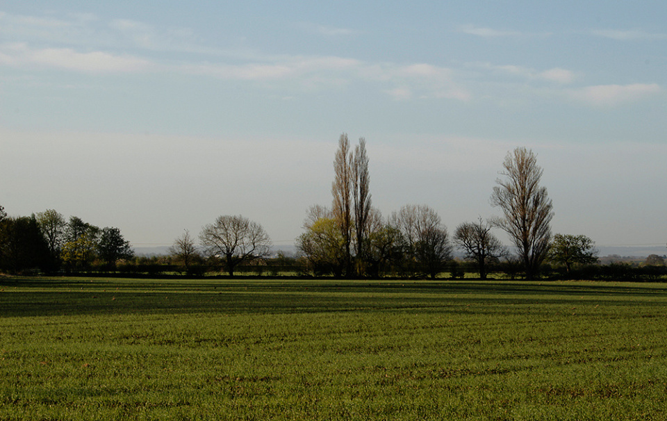 Distant trees... | LizMBpics | Blipfoto