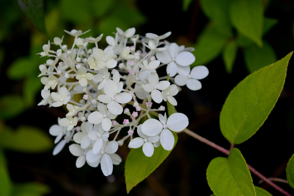 Maybe a Runaway | mambo | Blipfoto