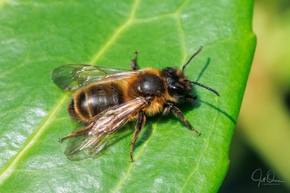 Chocolate miner | JDO | Blipfoto