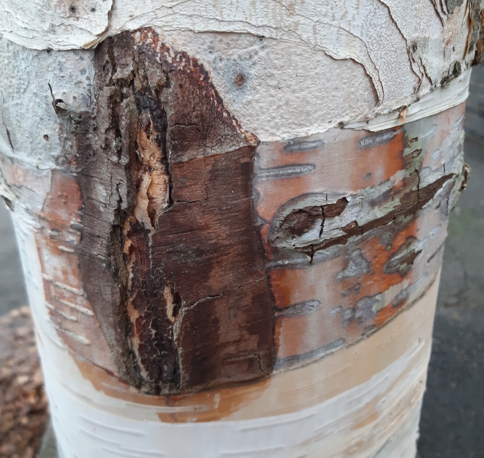 White paper bark birch scar | serpentine | Blipfoto
