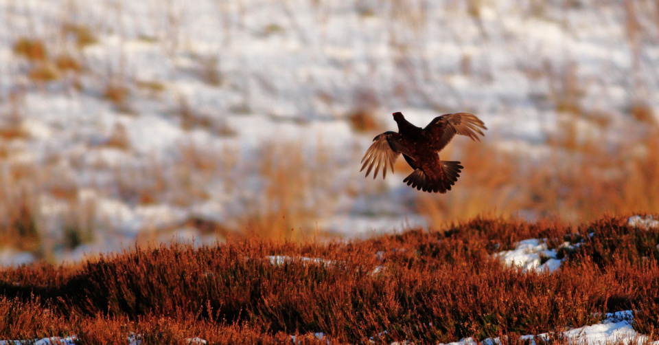 red grouse in landing mode... | Nicpic | Blipfoto