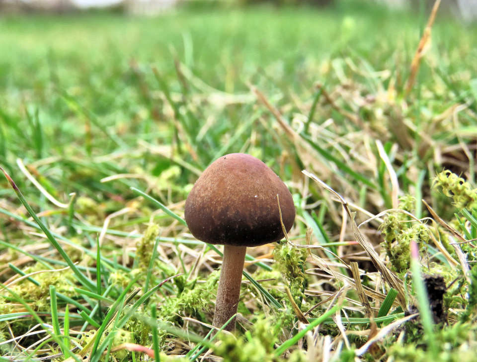 Little Brown Toadstool! | Rosemarie55 | Blipfoto