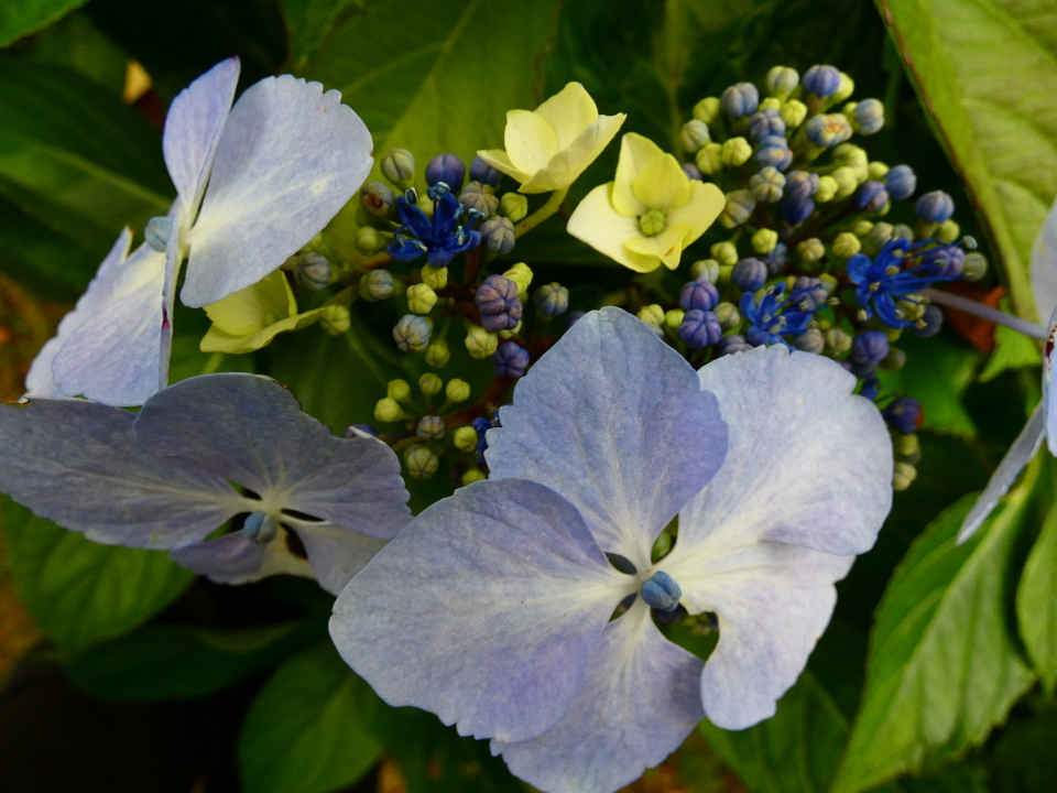 Lacecap Hydrangea | Boomerang | Blipfoto