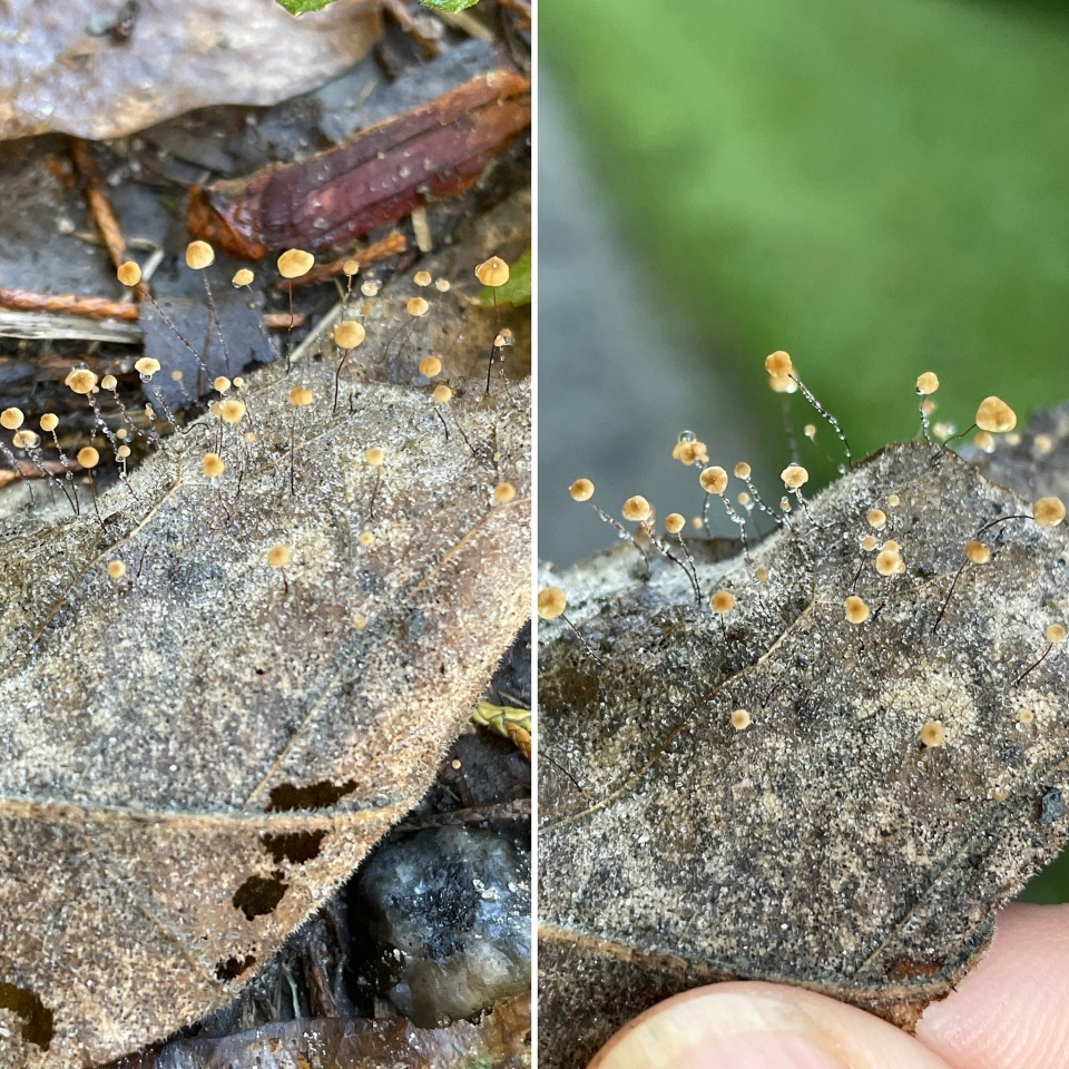 Absolutely TINY | Kimb | Blipfoto