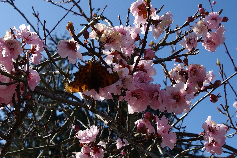 Inverted Comma | TimM | Blipfoto