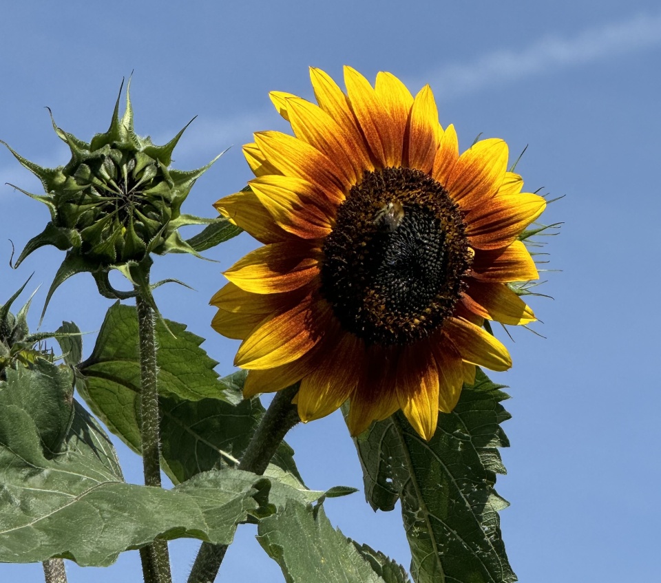 ONE YEAR AGO TODAY | sunflower | Blipfoto