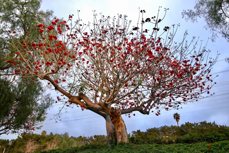Coral Tree | carolinav | Blipfoto