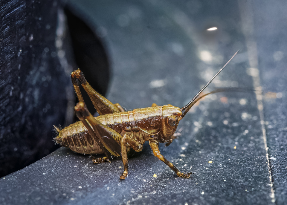 A small brown cricket-ty thingy | CleanSteve | Blipfoto