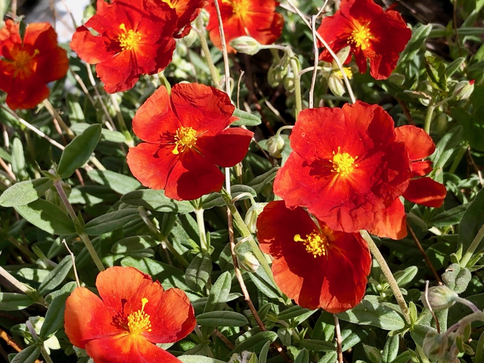 Rock rose | PAR1 | Blipfoto