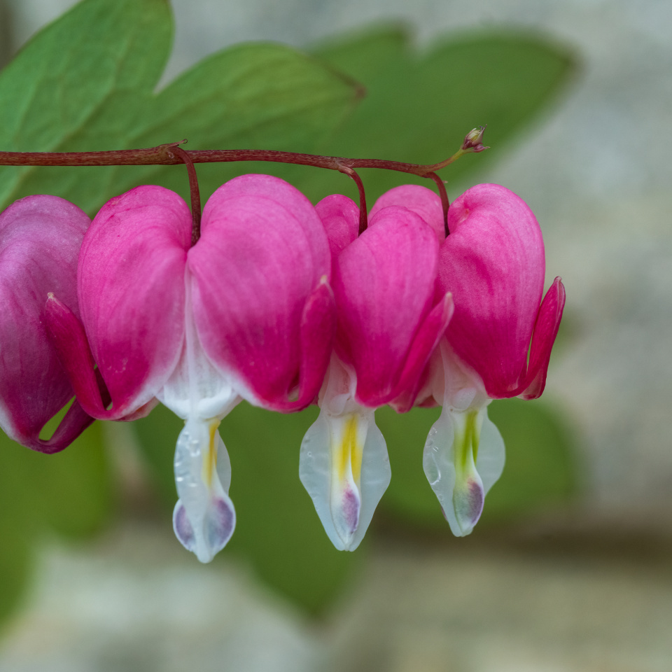 Bleeding Heart | AH14 | Blipfoto