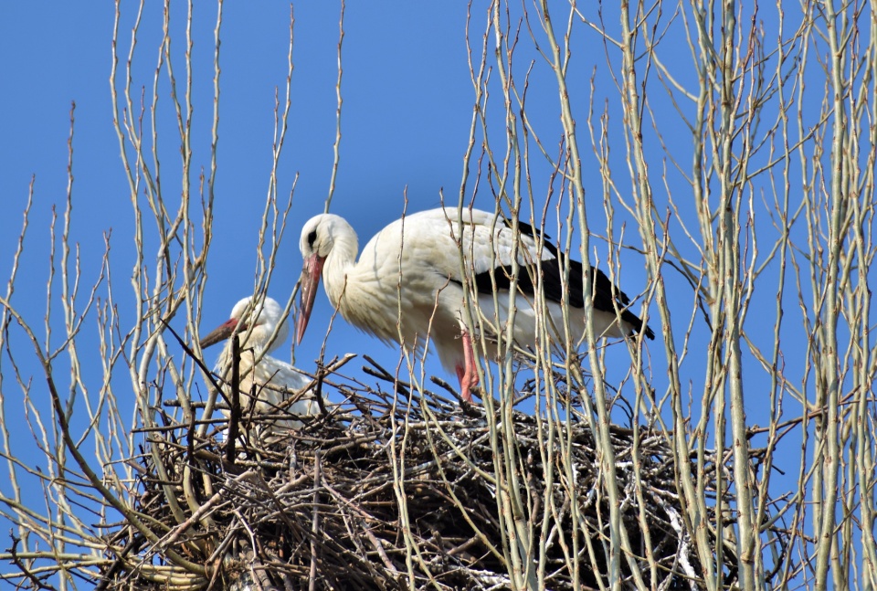 Bill-clattering | LauraMR | Blipfoto