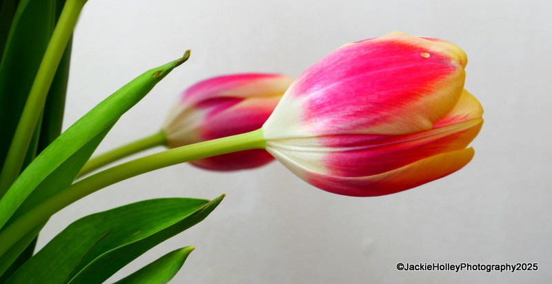 Drooping | ThingsBeautiful | Blipfoto