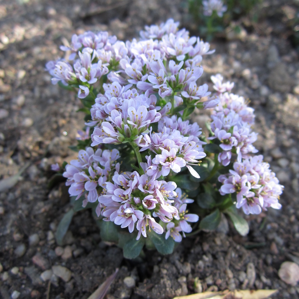 Thlaspi stylosum | kintgen | Blipfoto