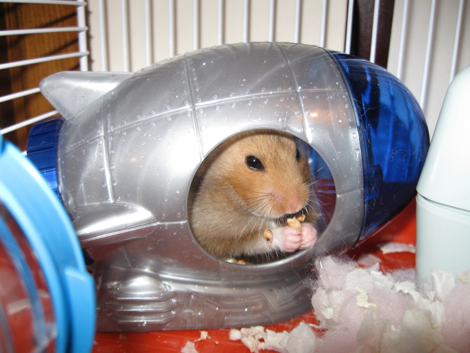 Space Hamster | ViolaMaths | Blipfoto