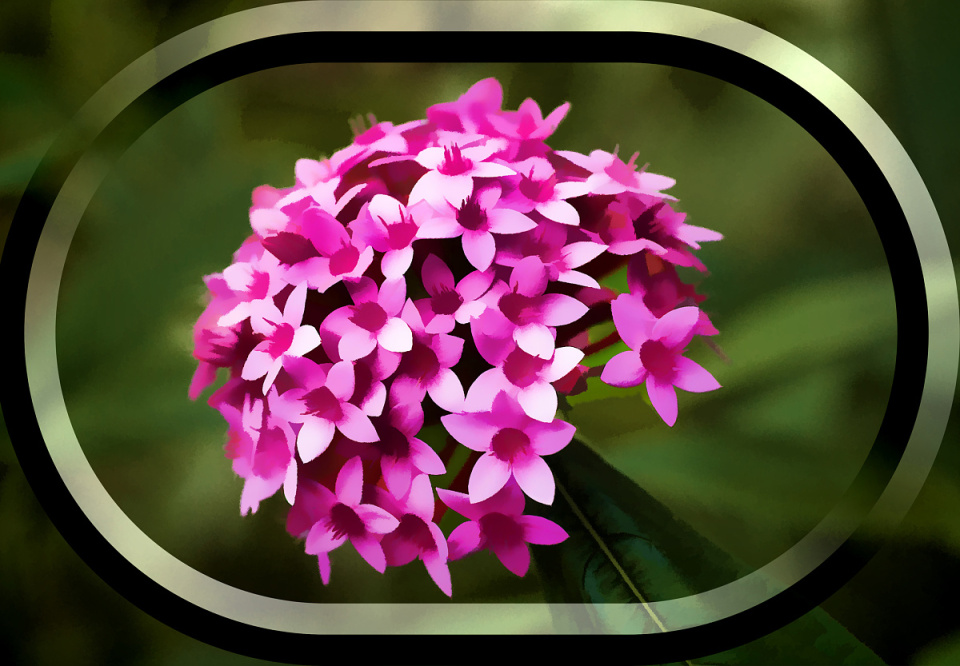 Flower Capsule | gblrps | Blipfoto