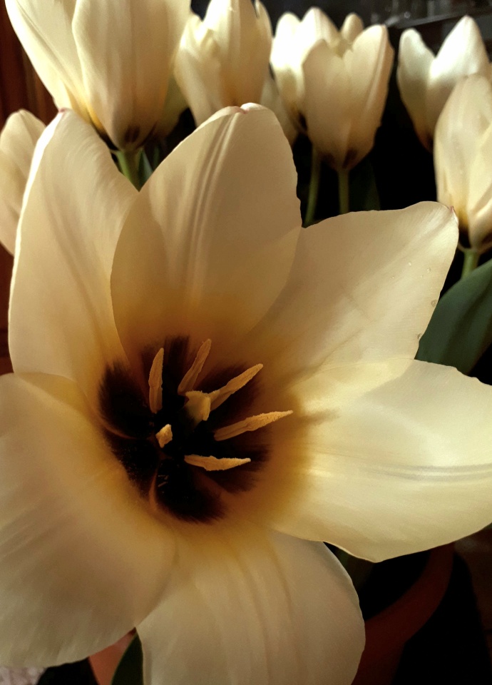 Tulip Concerto | Nickimags888 | Blipfoto