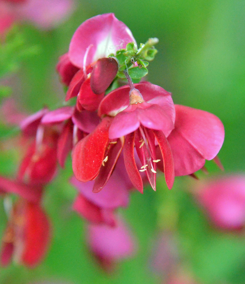 Red Broom | arkensielphoto | Blipfoto