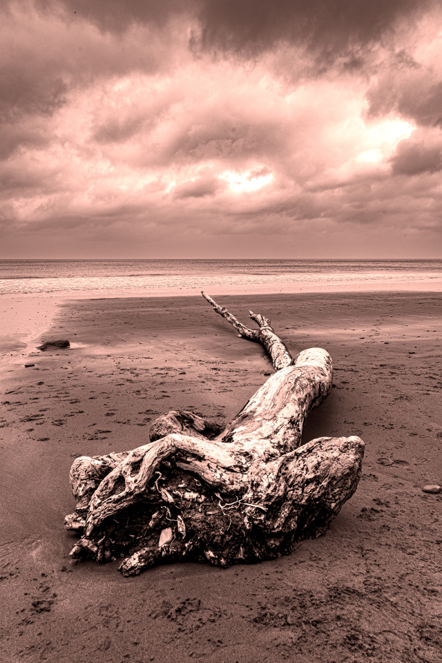 Stranded drift tree | Gasman | Blipfoto
