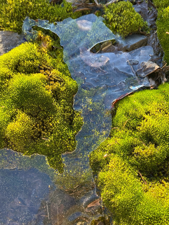 Moss & Ice on this cold morning | JustAPic2day | Blipfoto