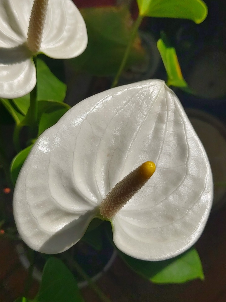 My Anthurium in full bloom... :))) | alocasia100 | Blipfoto