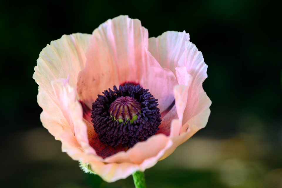 Poppy | NickyR | Blipfoto