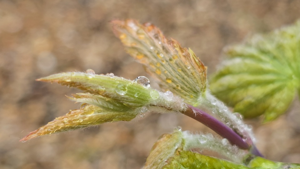 First flush... | LizMBpics | Blipfoto