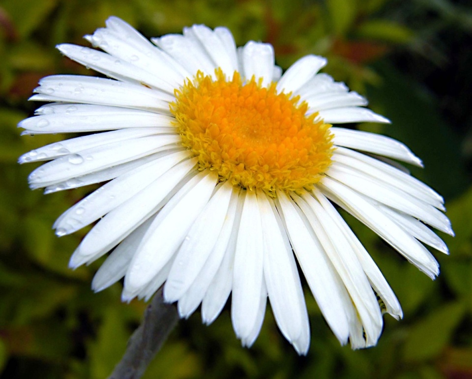 New Zealand Daisy...... | Skyegirl | Blipfoto