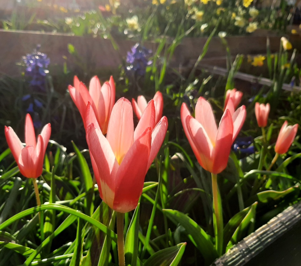 Spring Cheer | lovenature | Blipfoto