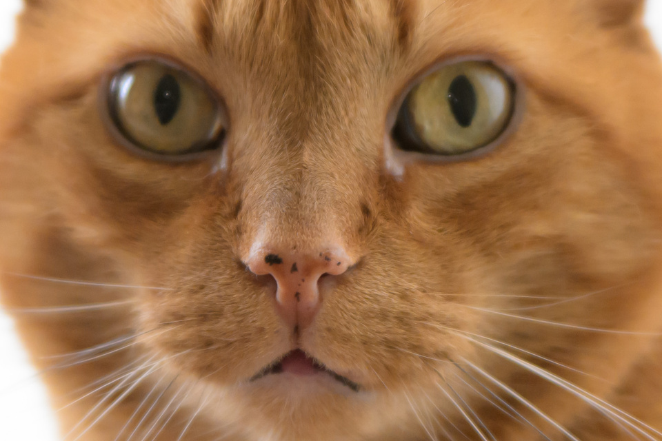 The Nose | dbifulco | Blipfoto