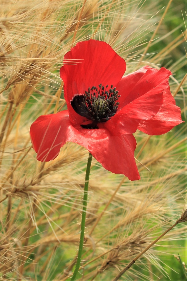 Poppy in the harvest. | JulesB | Blipfoto