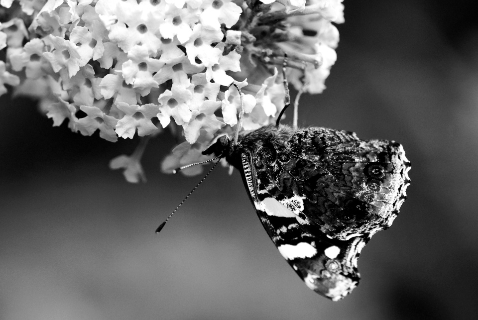 Butterfly teeth, MonoMonday132, 'Taste' | Miranda1008 | Blipfoto
